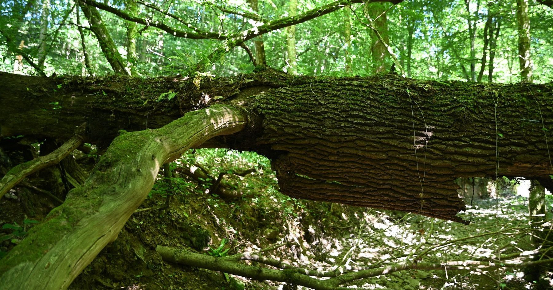 Onze habitats van communautair belang - Nationaal Park ESEM